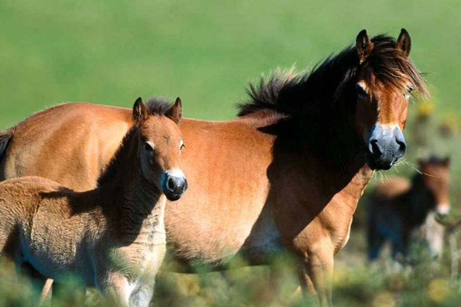 Kideaz - centre equestre - kandel - freres - strassen - luxembourg